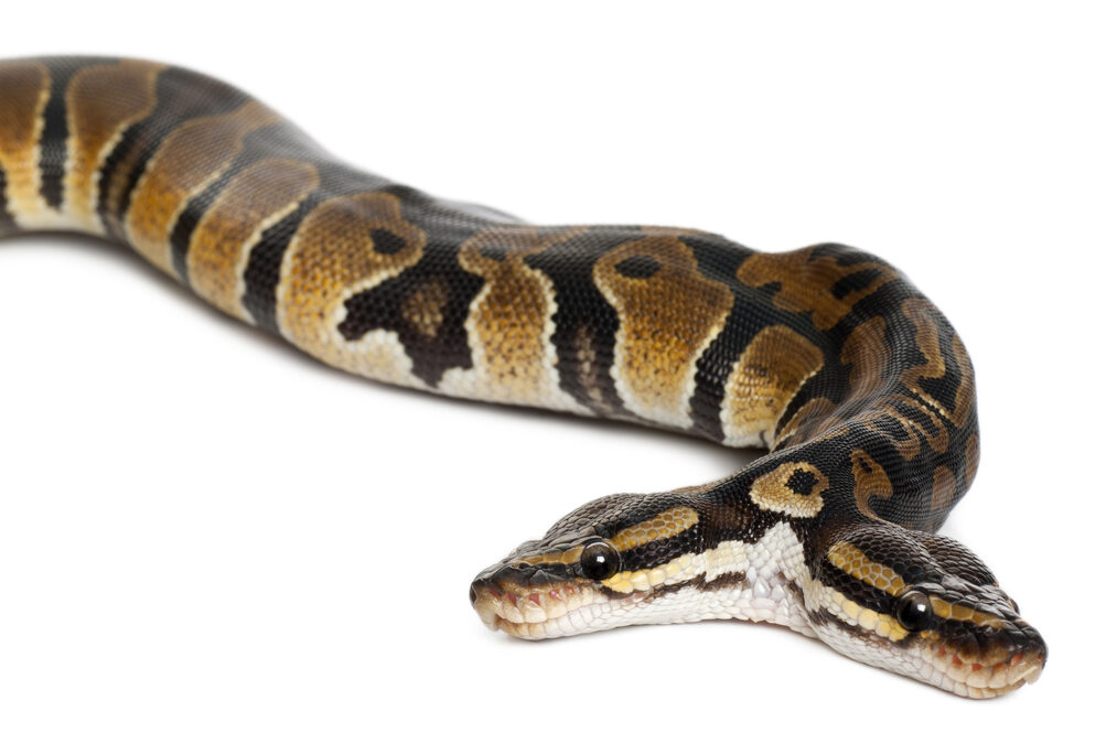 9 Real Mutant Animals Found in Nature