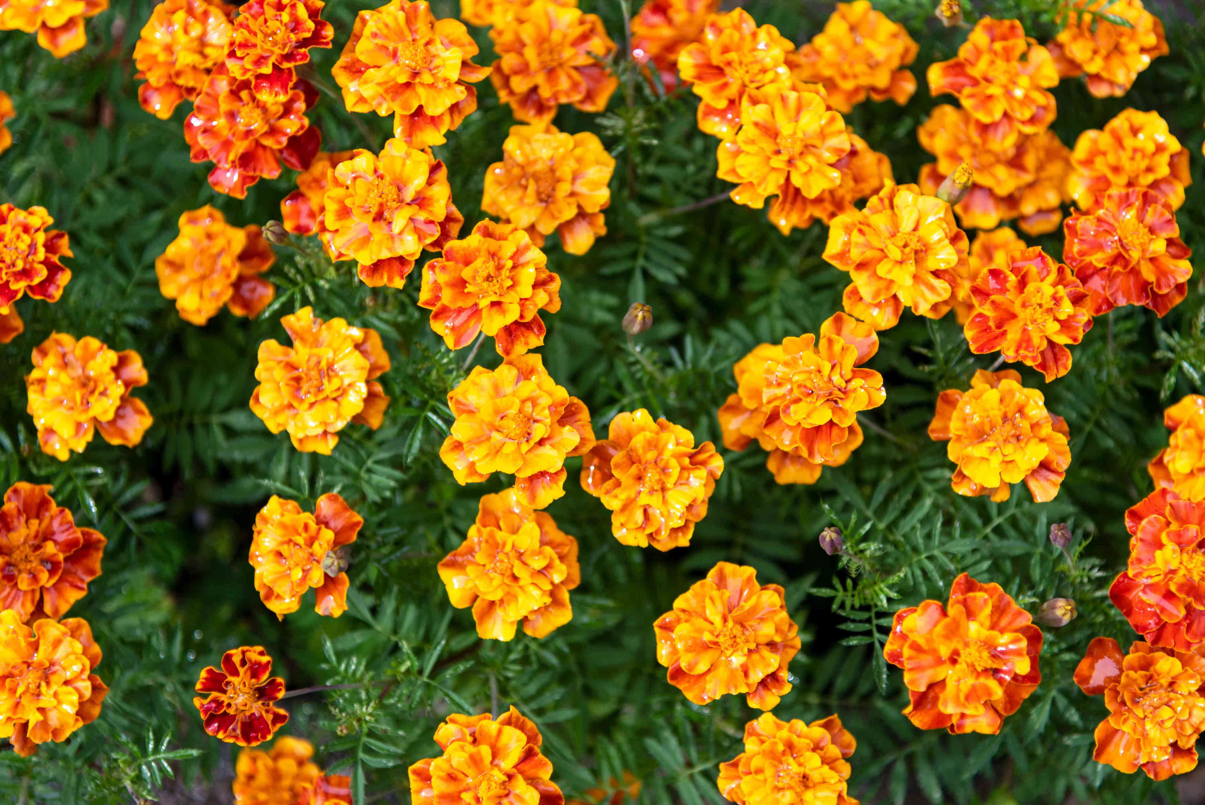 When Is The Right Time To Set Out Frost Tender Annual Flowers? Grumpy ...