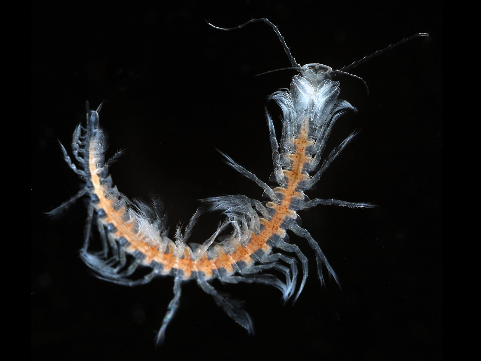 You Might Think of Shrimp as Bugs of the Sea. But a Remarkable ...