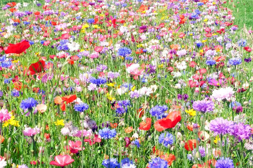 How to create a wildflower patch in your garden