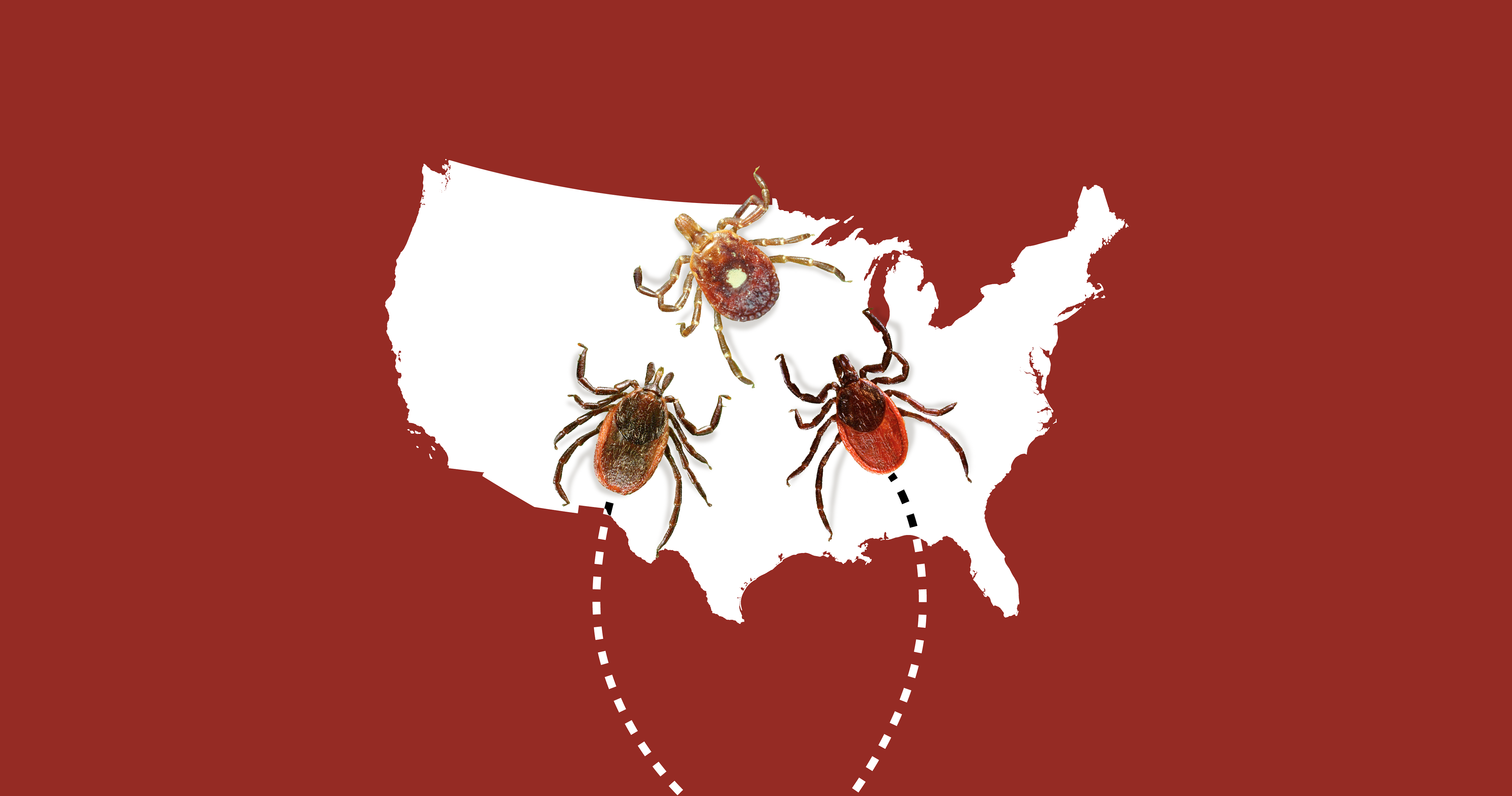 3 kinds of ticks can cause red meat allergies with a bite. Most are in ...