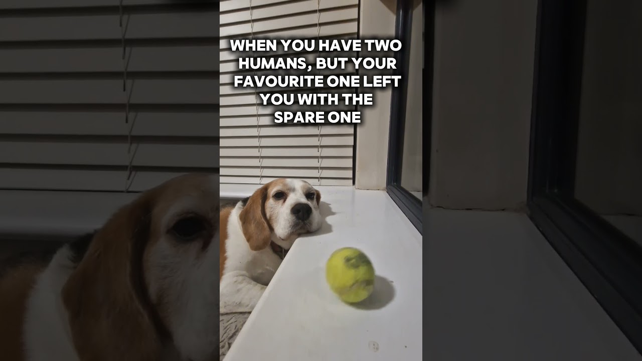 Sad Beagle’s Look Will Break Your Heart