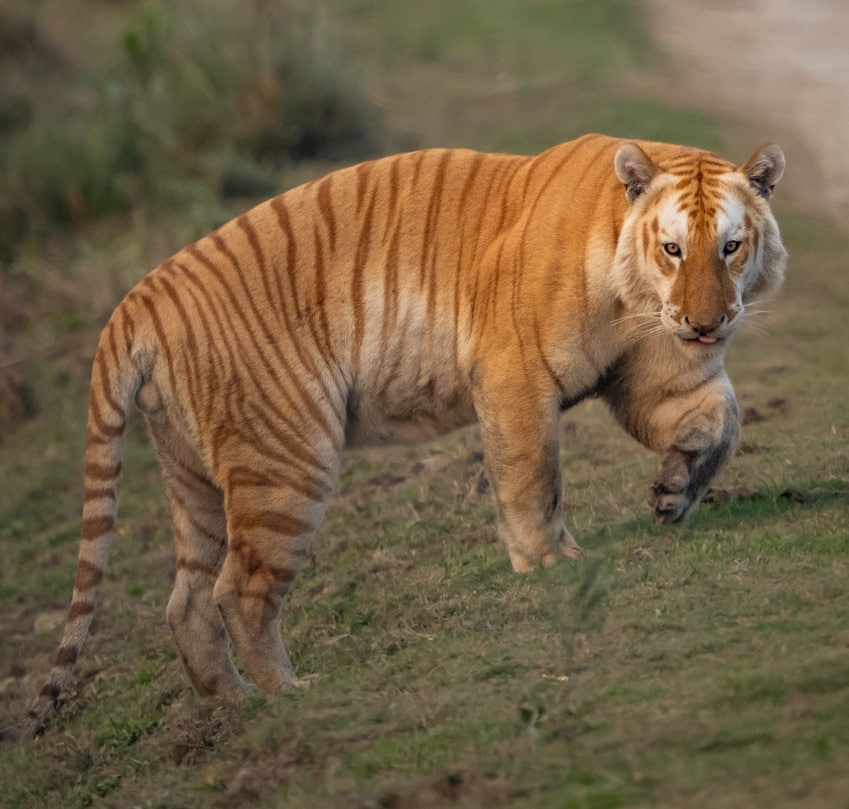 Rare golden tiger spotted at Assam's Kaziranga National Park, SEE pics