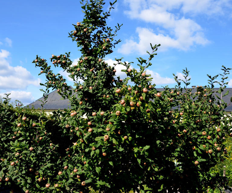 How to grow medlar trees – to enjoy a harvest of unusual fruits from ...