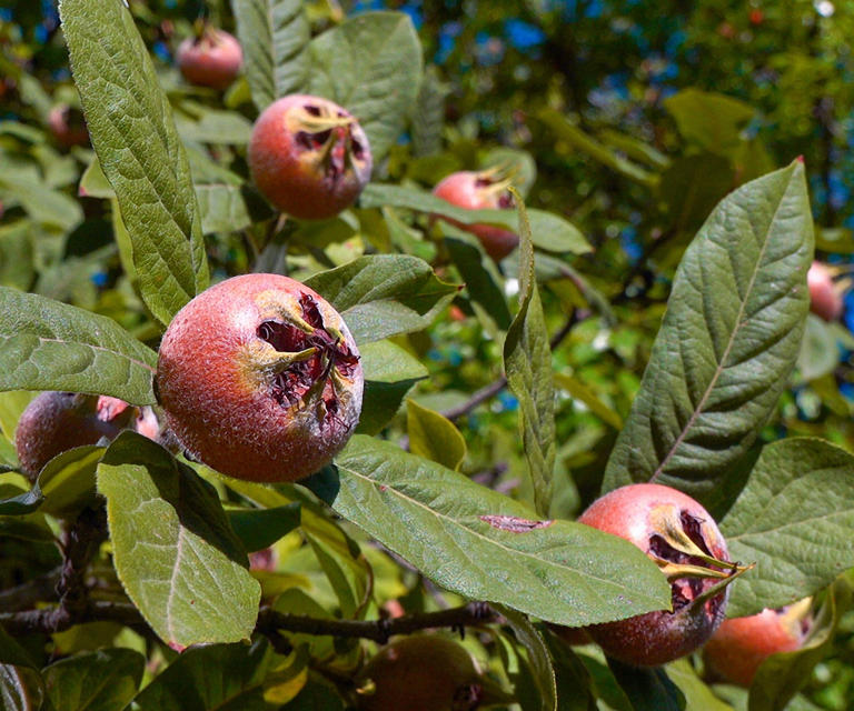 How to grow medlar trees – to enjoy a harvest of unusual fruits from ...