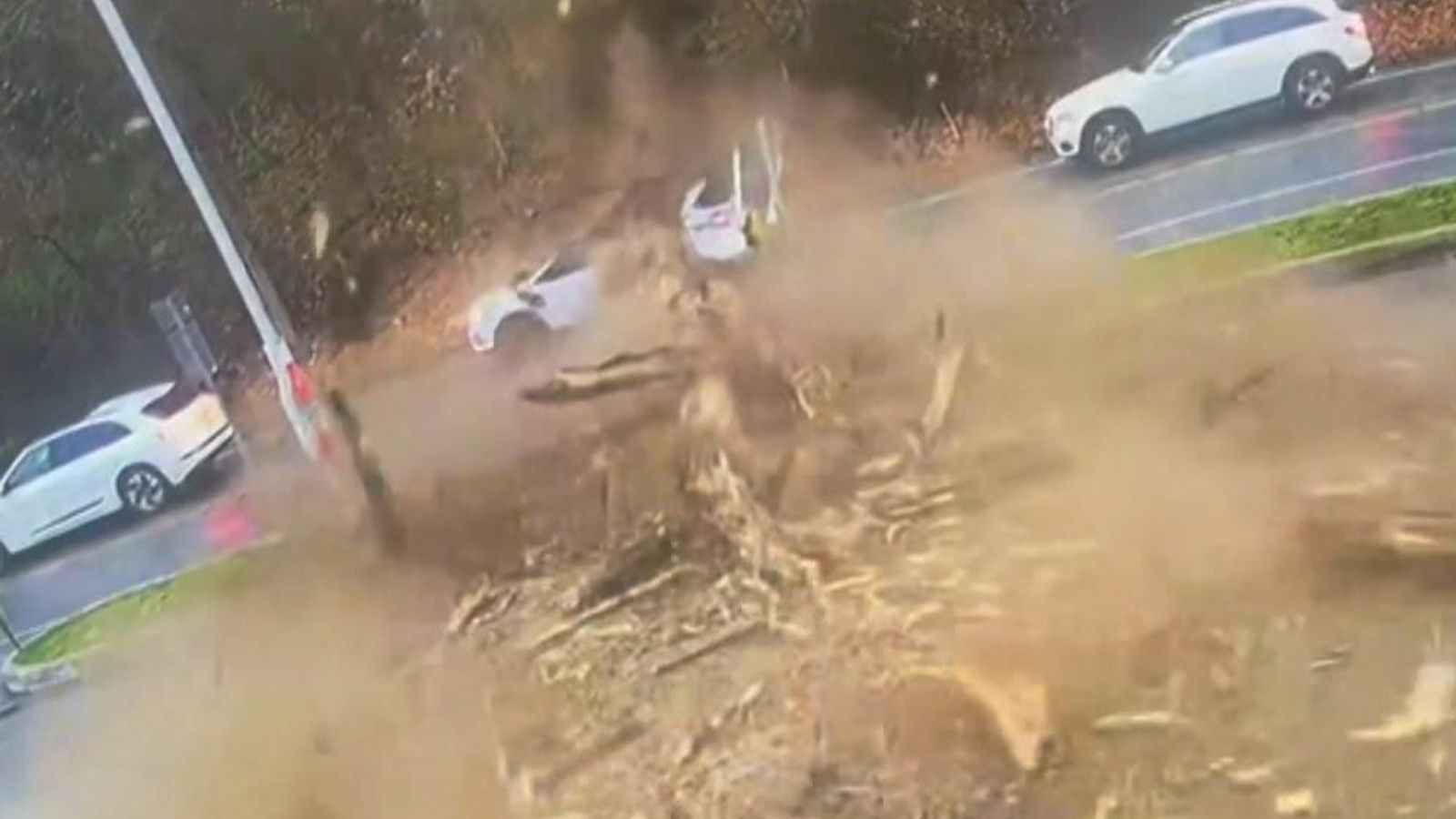 Driver escapes after massive tree crushes car