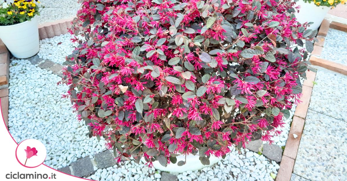 Questa pianta è ancora poco conosciuta ma riempie di fiori fucsia a ...