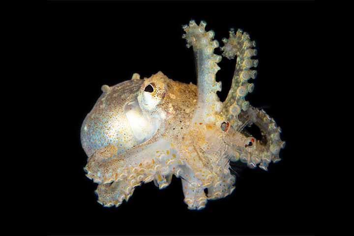 Alienígenas do mar: a fascinante inteligência dos polvos