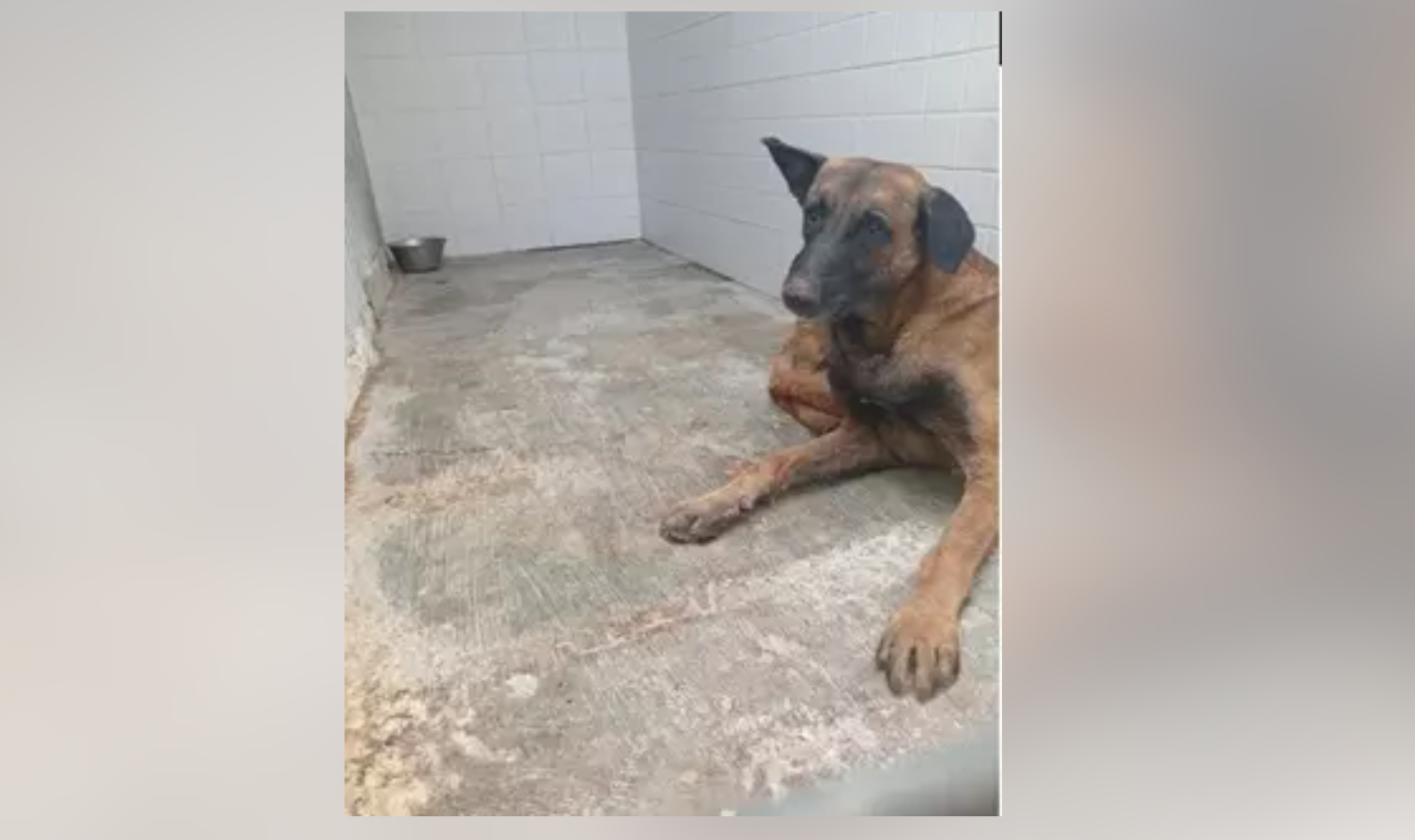 Rabies confirmed in Melilla after infected dog enters from Morocco