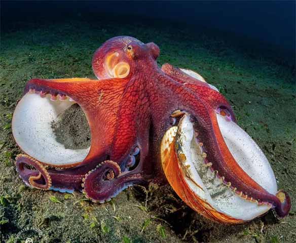 Alienígenas do mar: a fascinante inteligência dos polvos