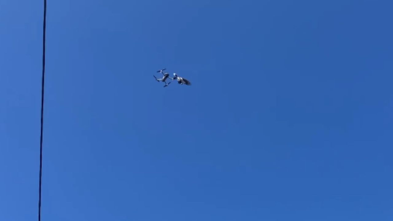 Headstrong bird faces its 'mess around & find out' moment after ...