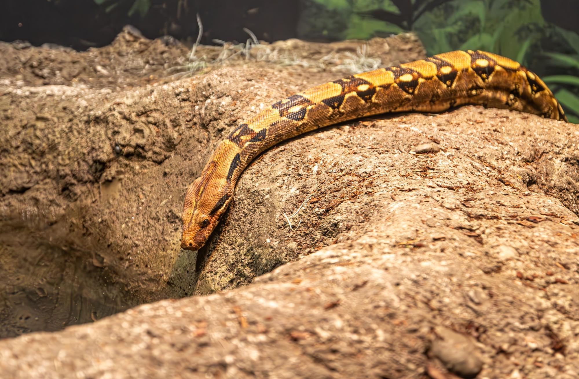 A first look inside Twycross Zoo’s brand-new habitat — Close Encounters