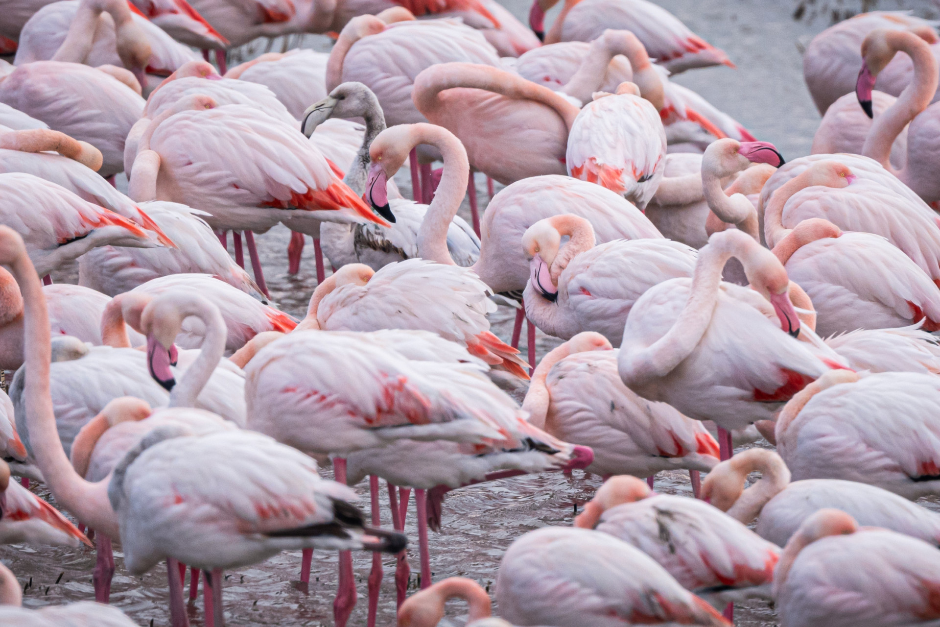The surprising world of pink animals