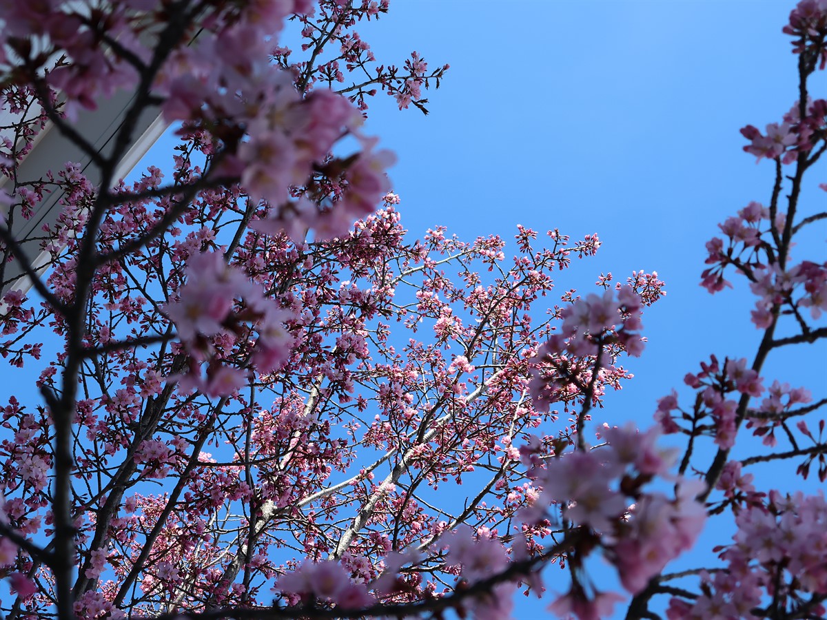 Canon PowerShot V1 sample gallery and footage: new compact on the block