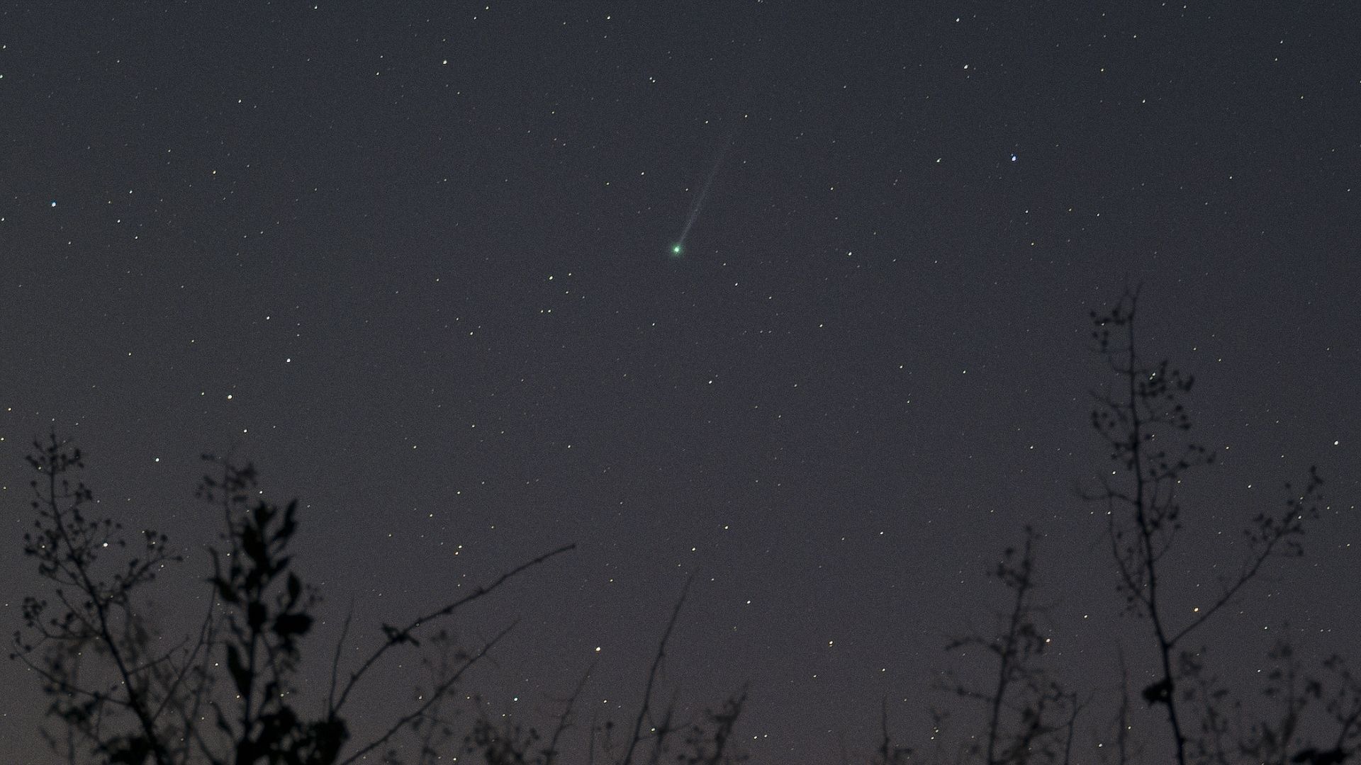 What to expect from the newfound Comet Swan: An observer's guide