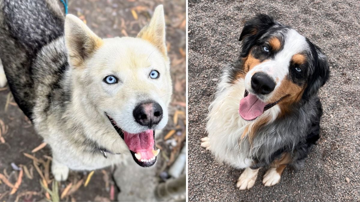 8 High-Energy Dogs That Make the Best Running Partners—Adopt One Today!