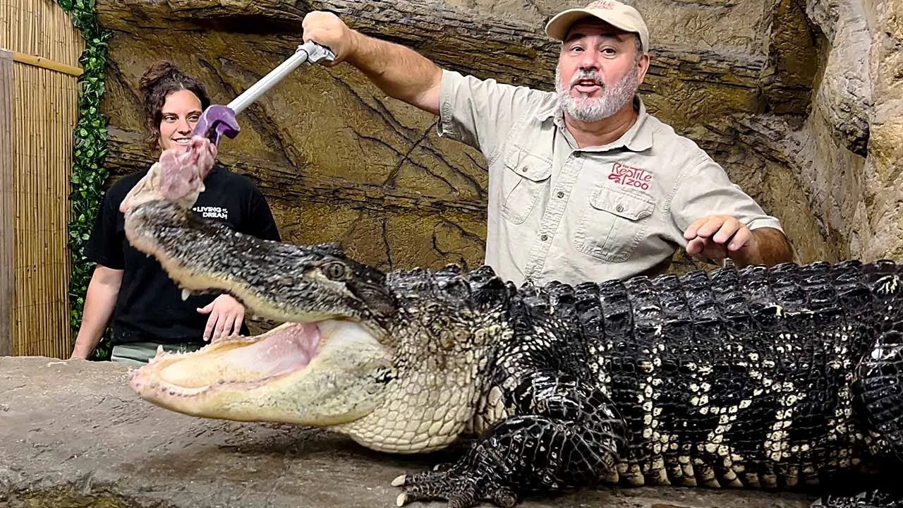 Rare footage GIANT bird eating tarantula!