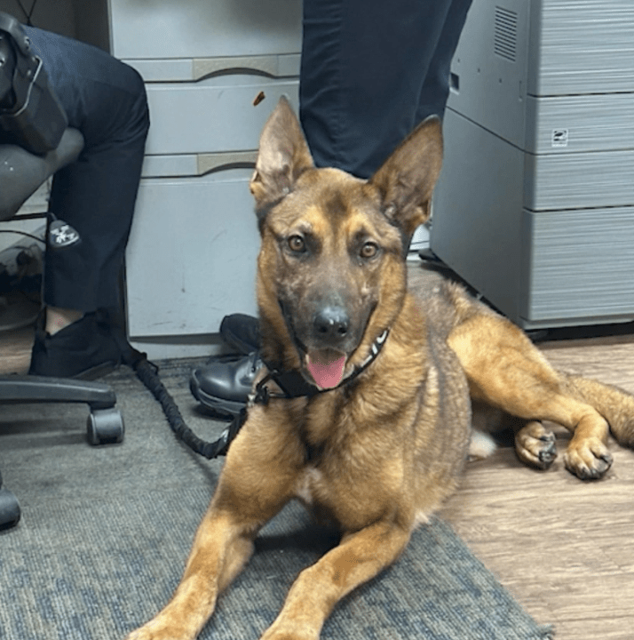 Investigation launched after North Carolina K-9 officer’s death