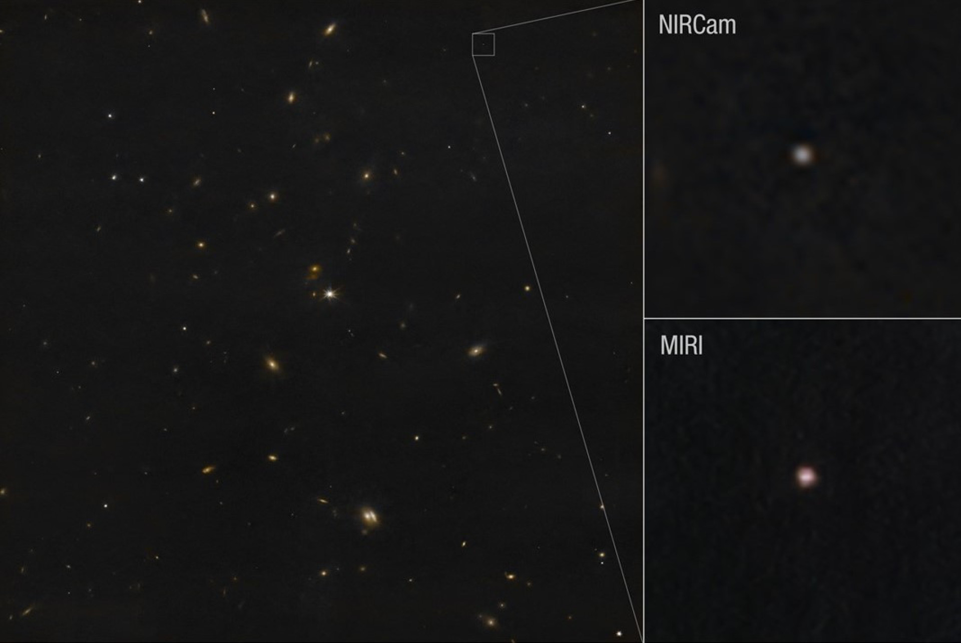 8 High-Energy Dogs That Make the Best Running Partners—Adopt One Today!