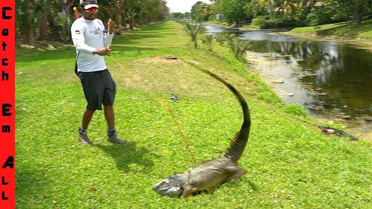 Biggest iguana we’ve ever seen - caught with a bow!