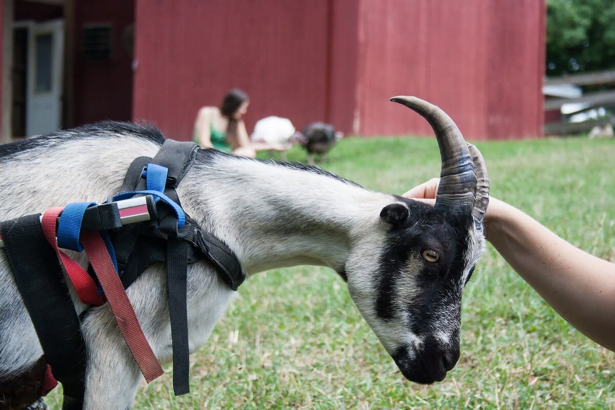 Goat Arrives at Sanctuary After Being 'Intentionally Hit by Car' and We ...