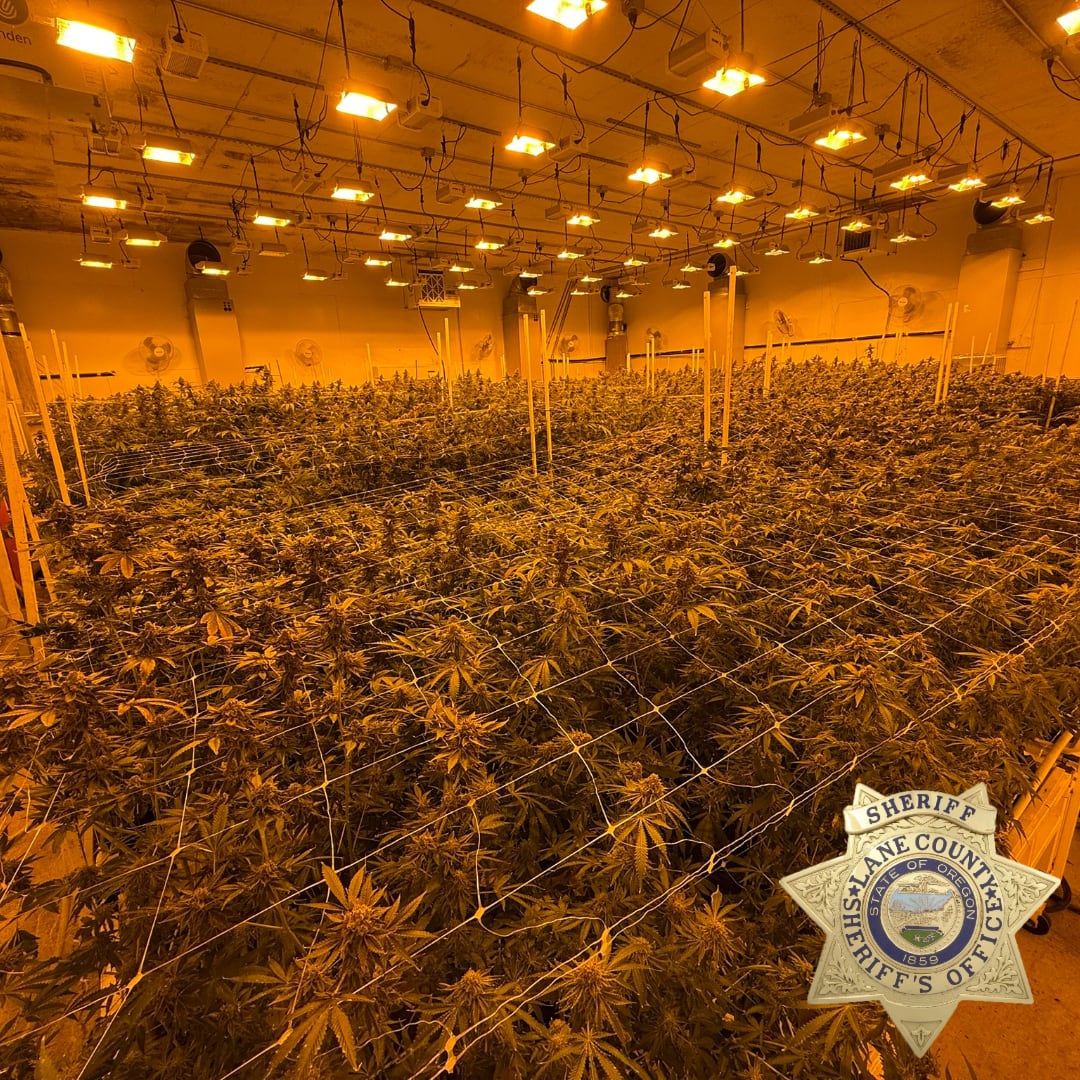 Lane Co. deputies bust illegal marijuana grows, seize more than 10K plants