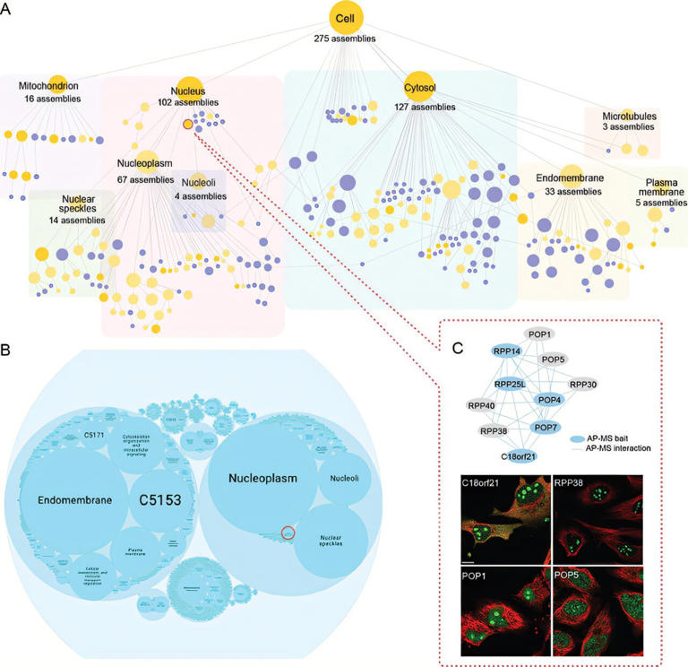 Interactive map of the human cell reveals previously unknown protein ...