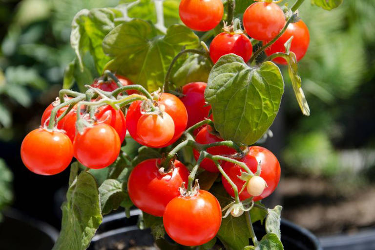 Tomato plants will grow stronger and taller with simple soil trick