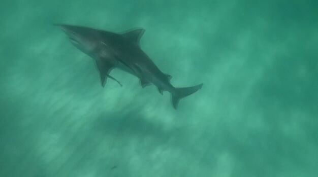 Gov. Ivey supports bill to establish a shark alert system for Alabama beaches