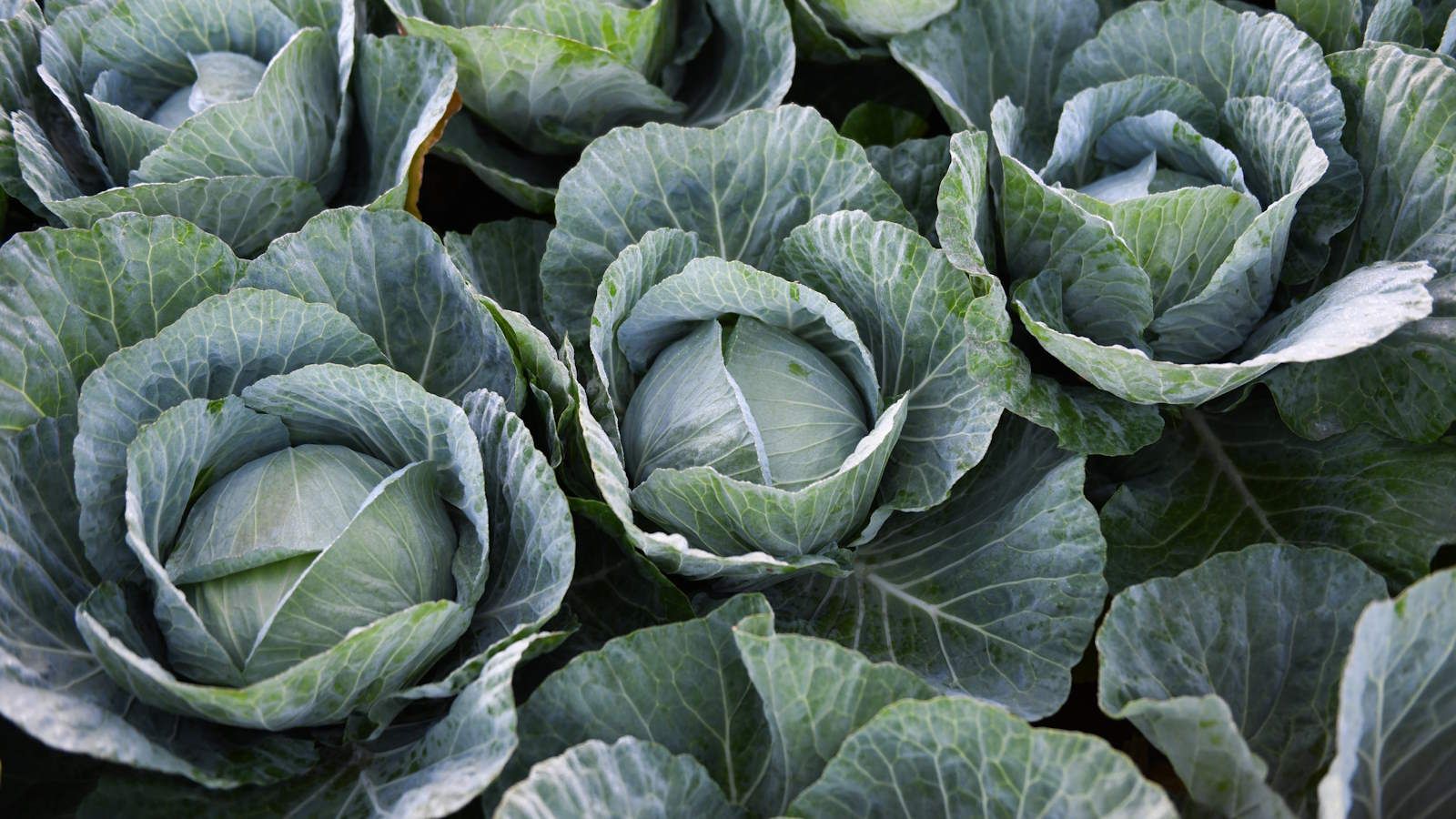 How to grow cabbages in containers – expert tips for top harvests in ...