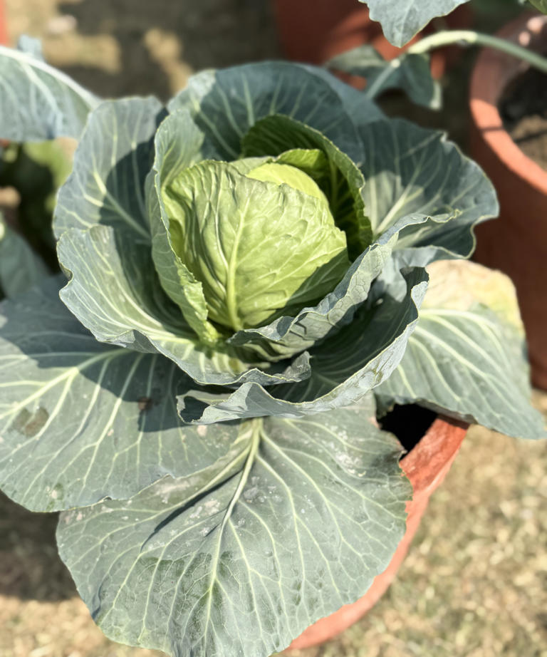 How to grow cabbages in containers – expert tips for top harvests in ...