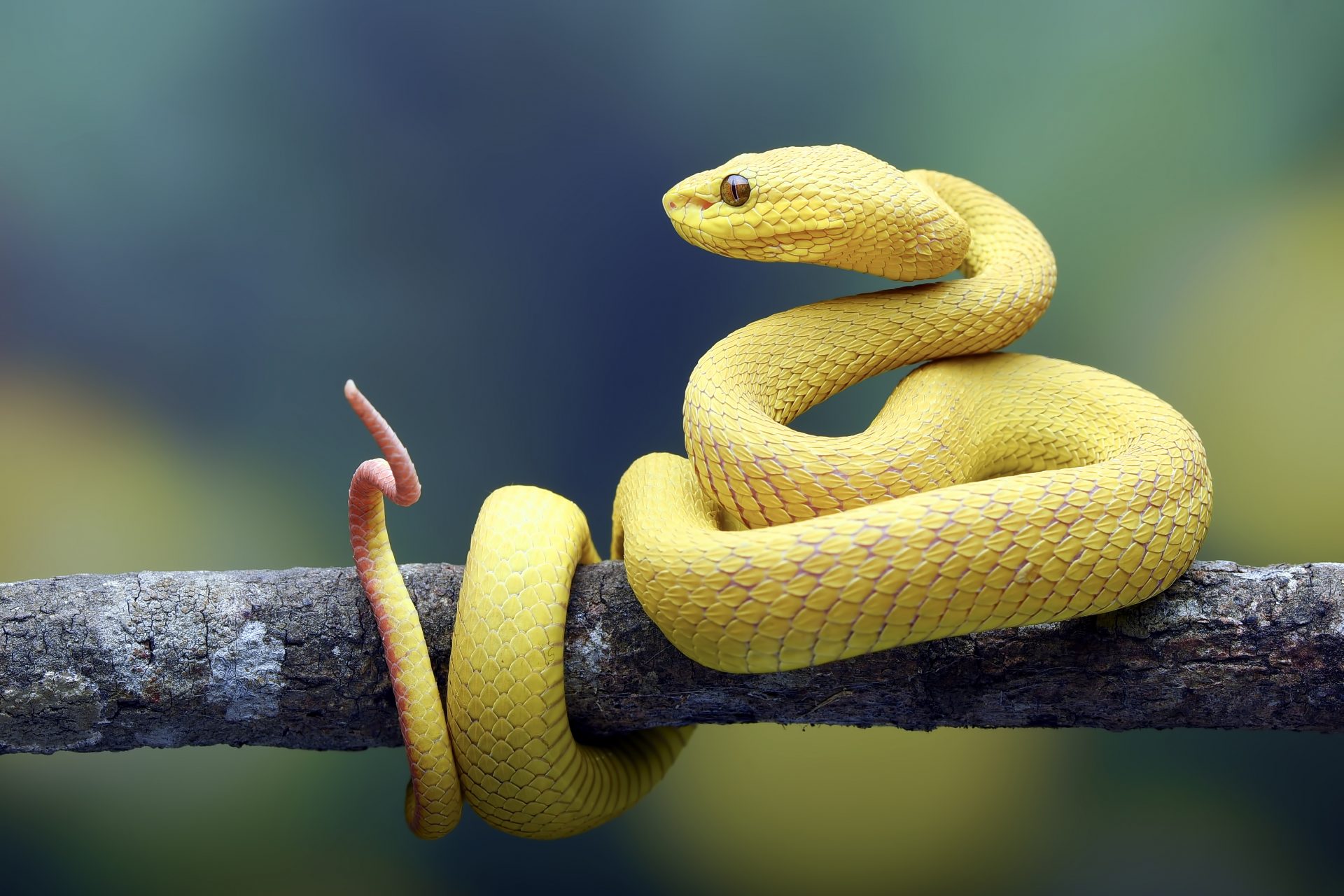 L’île aux serpents, ce territoire aussi fascinant que dangereux au Brésil