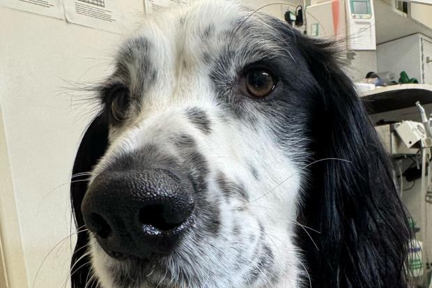 Spaniel bleeding from mouth with massive swelling on face and chest ...