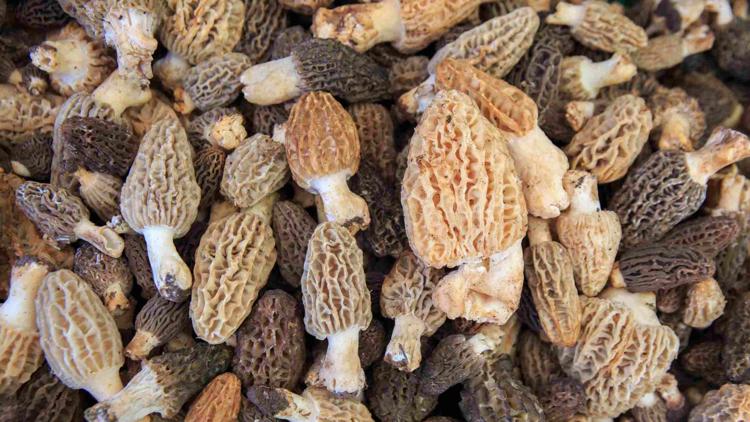 Missouri's peak morel mushroom season nears