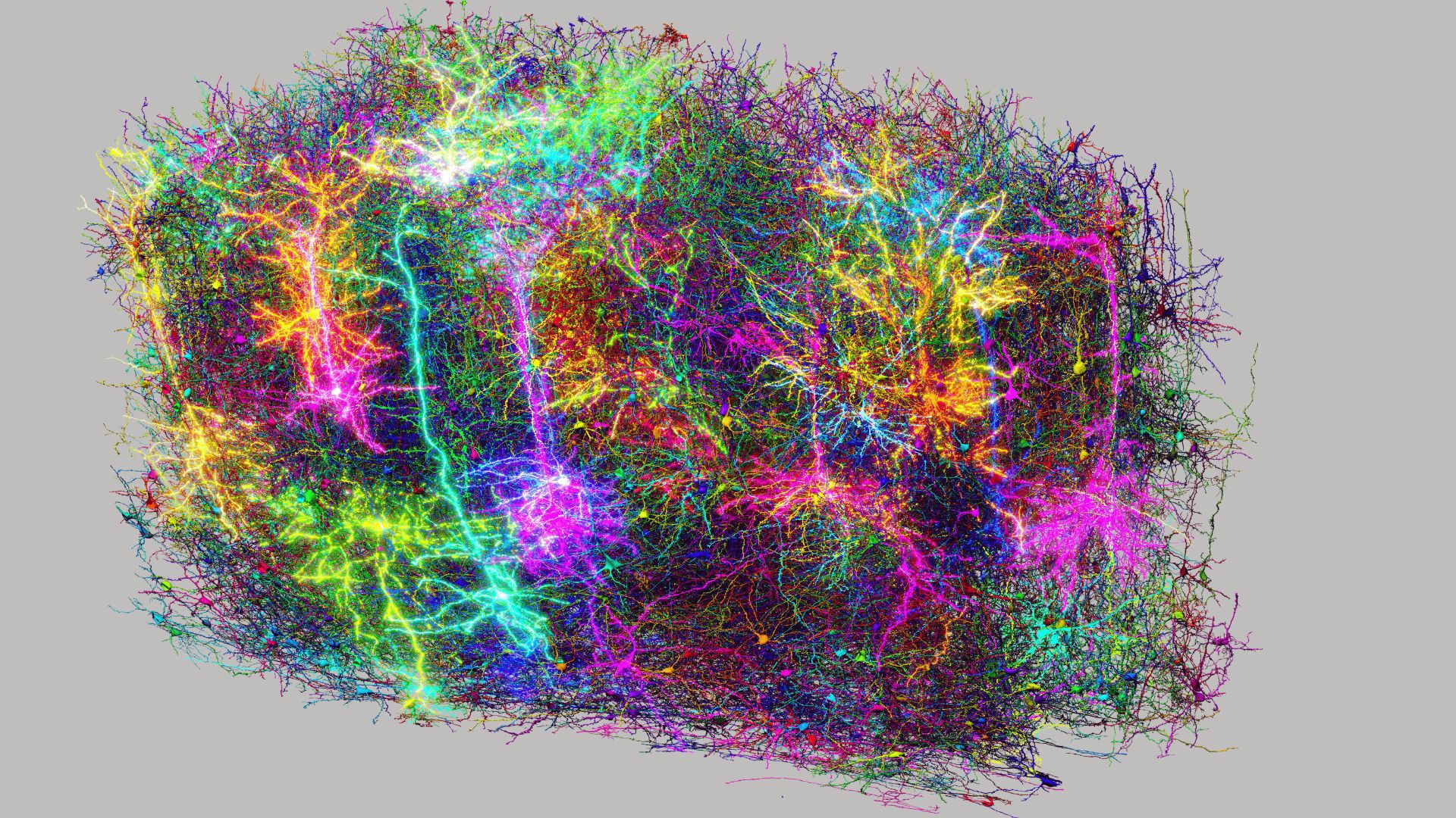 2.5 miles of neurons: World’s most complex brain map connects structure ...