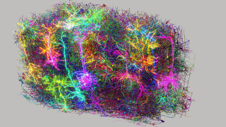 2.5 miles of neurons: World’s most complex brain map connects structure ...