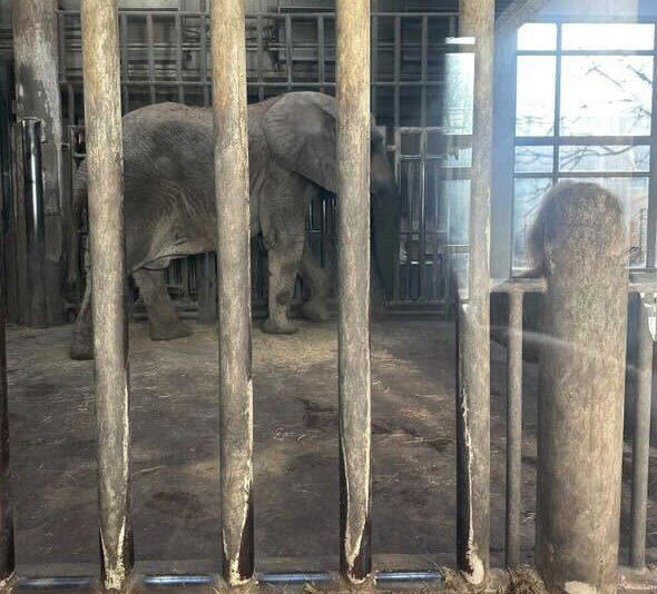 'Cruel and distressing' conditions exposed at China's oldest zoo