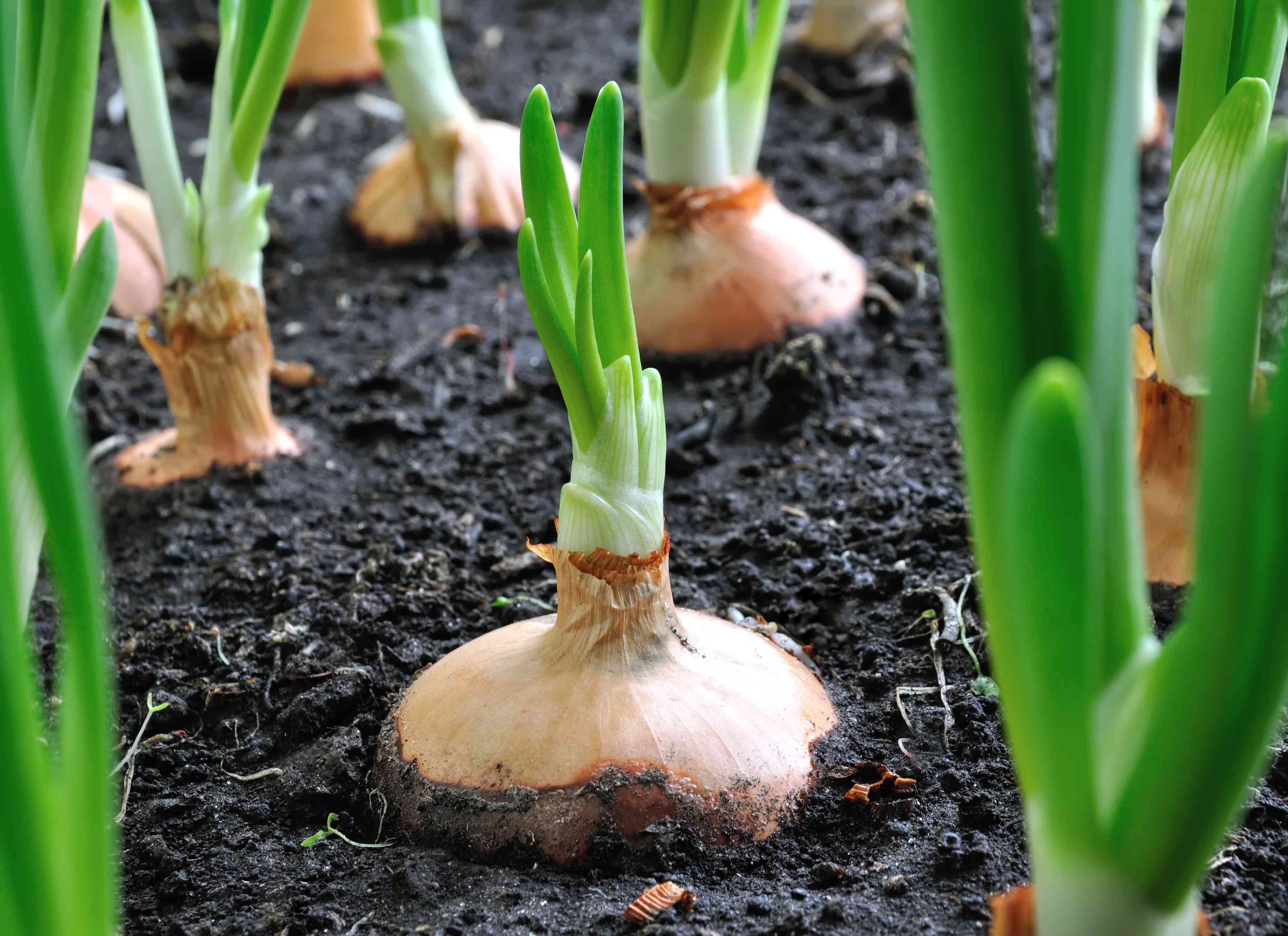 When to Plant Onions for the Most Productive Harvests, According to ...