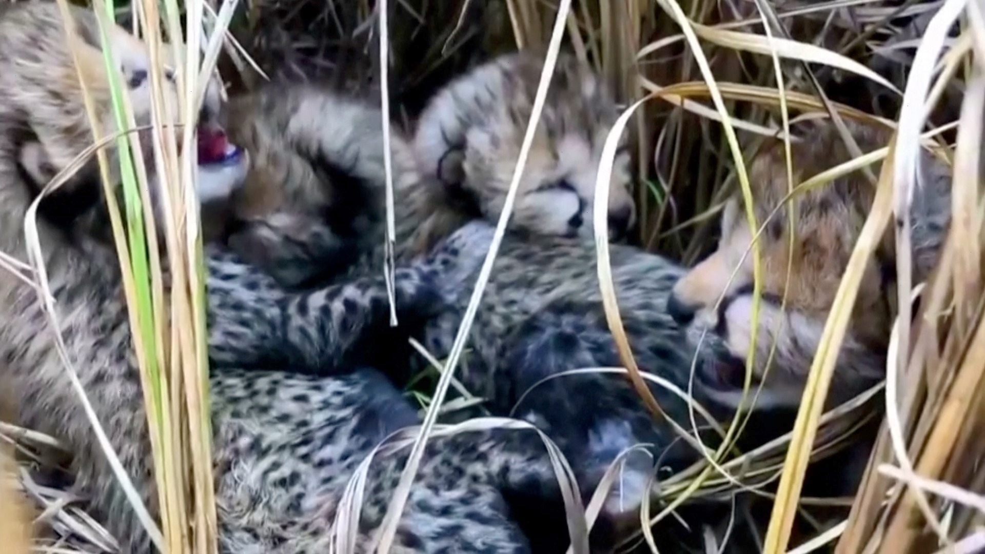 These Leopard Cubs Are Showing Us The Art of Falling Down