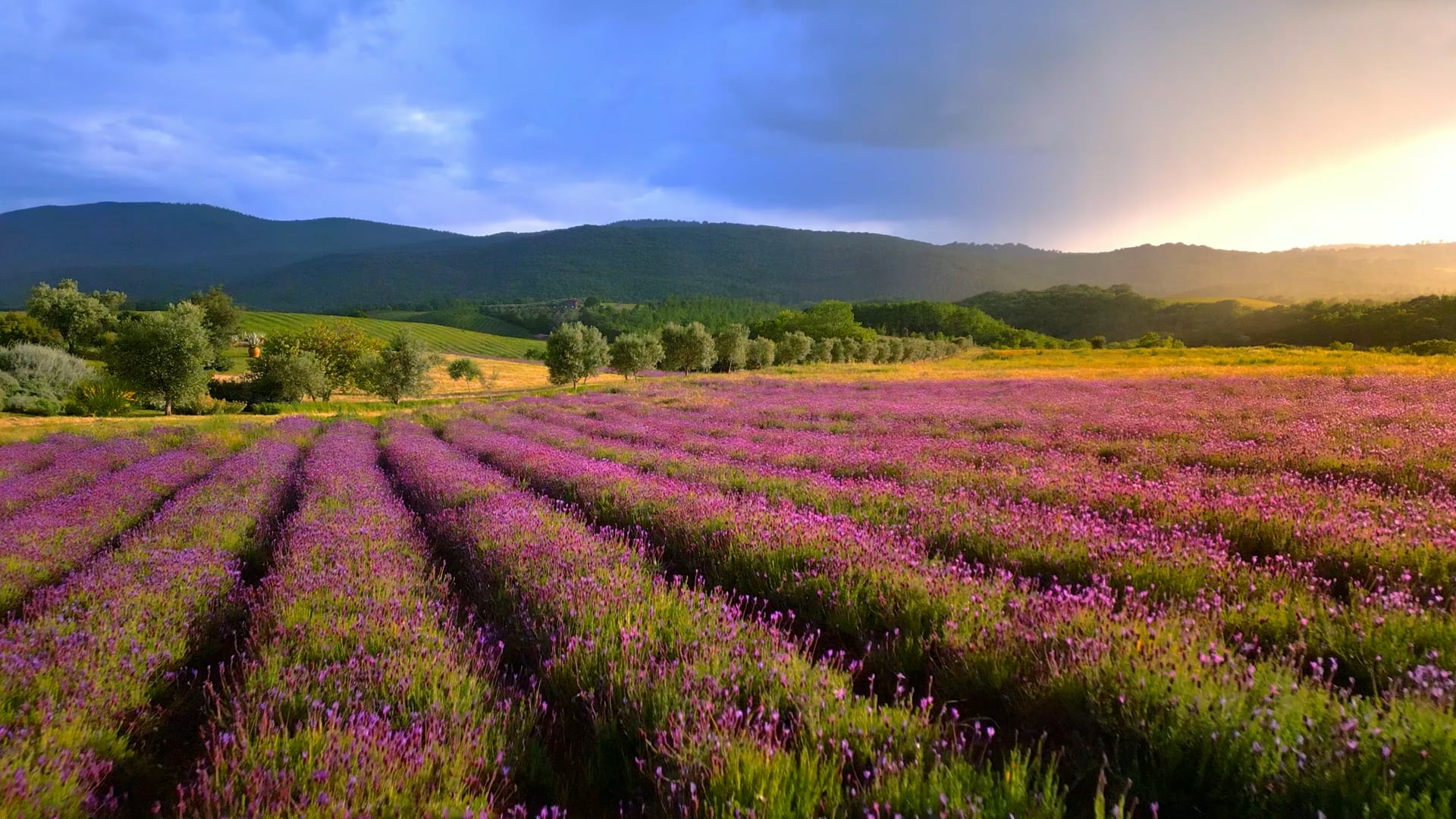 Bunga Bird's-Eye: Merayakan Mosaik Bunga Musim Semi
