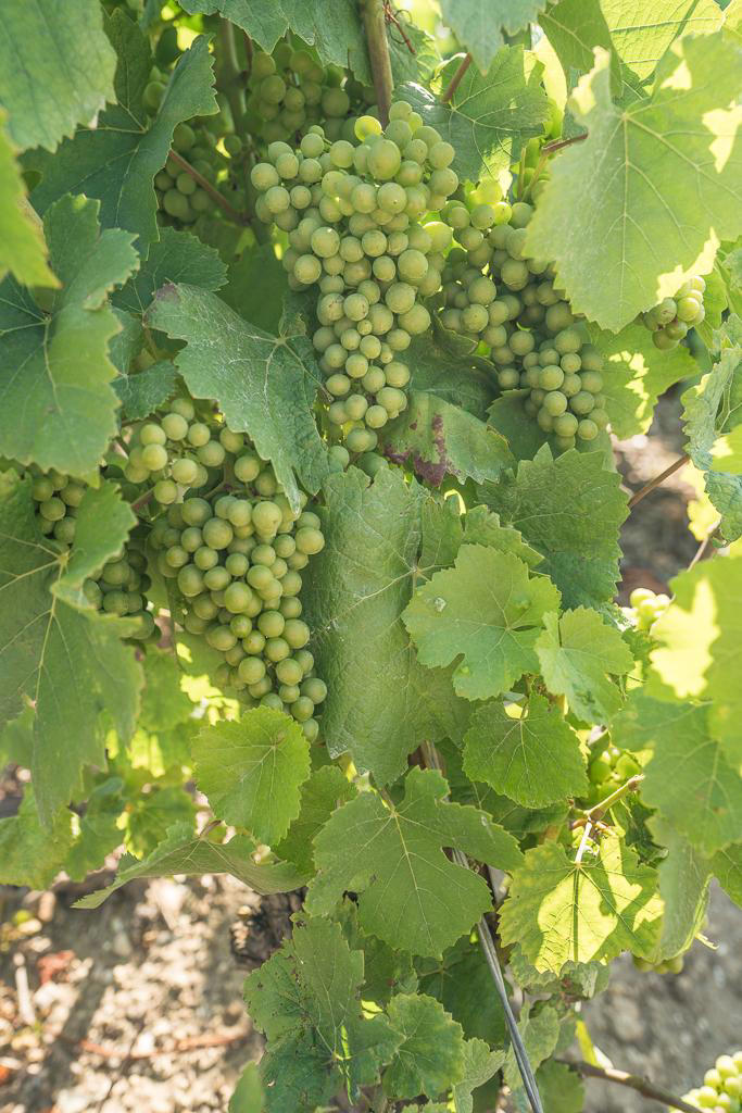 Exploring the Tastiest UNESCO Site in the World: Champagne Region in France