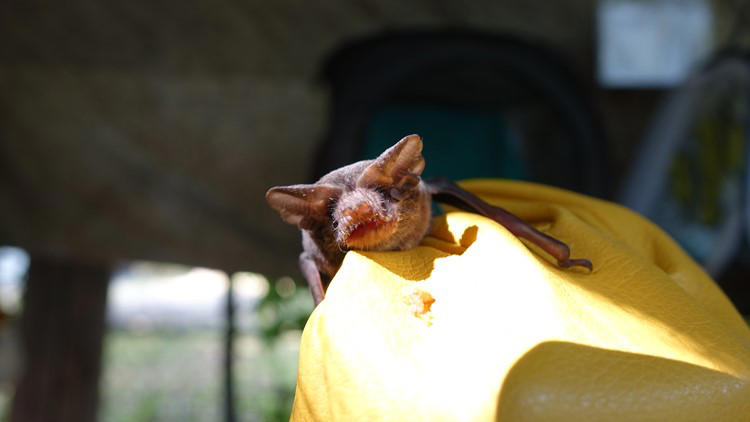 Why did more than a million and a half bats choose Austin as their home?