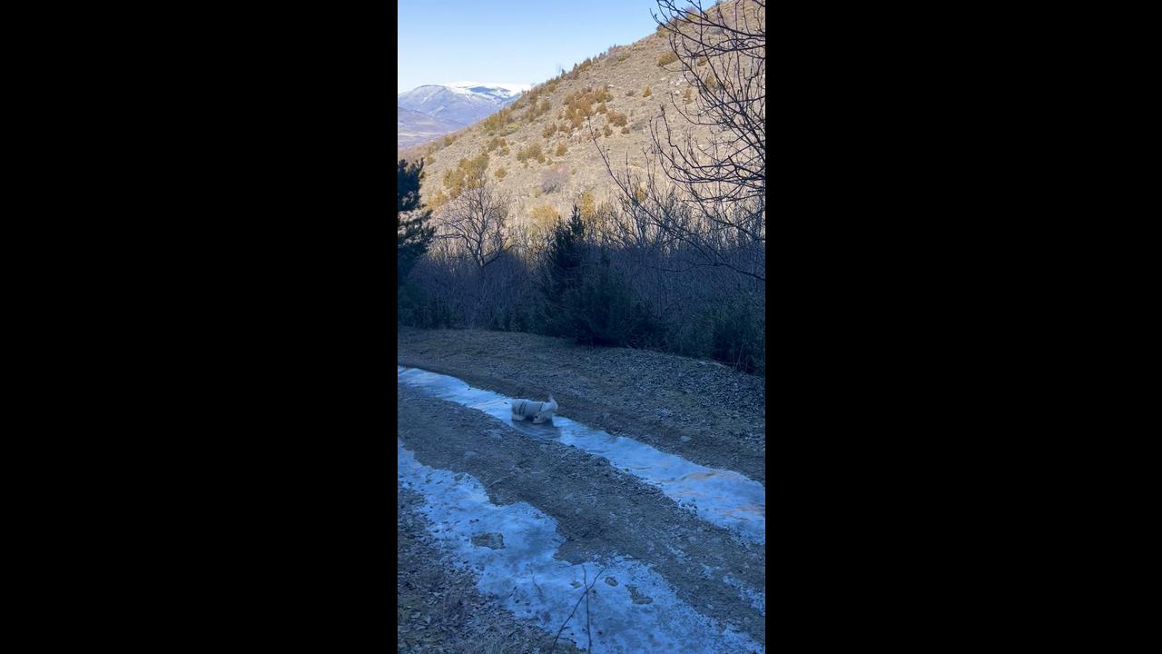 Frozen Trail Takes Dog For Slide