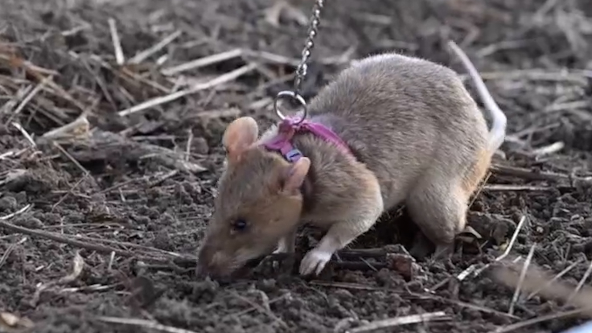 Rat breaks Guinness World Record for most landmines found