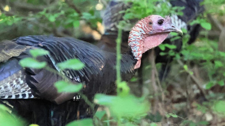 Arkansas Game and Fish Commission simplifies turkey harvest check-in ...