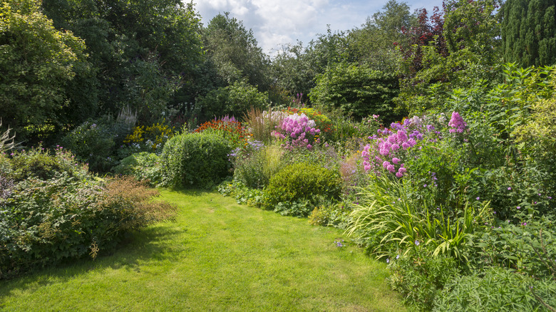 8 Fast-Spreading Invasive Privacy Plants To Avoid (And What To Plant ...