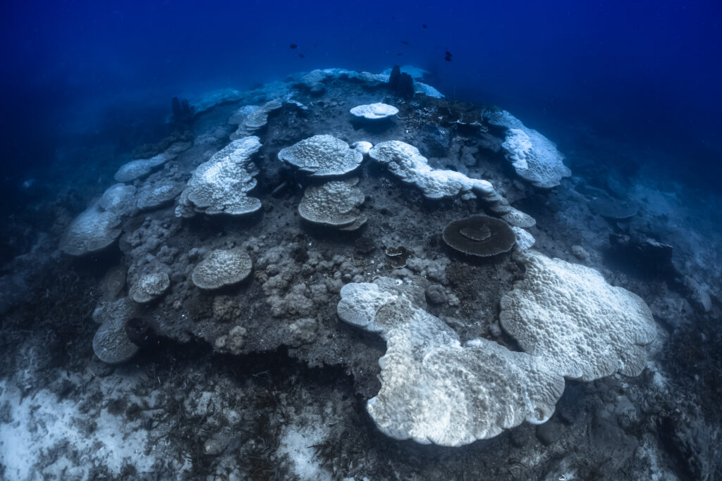 Researchers Are Using 3D Printing to Rebuild Coral Reefs – With Help ...