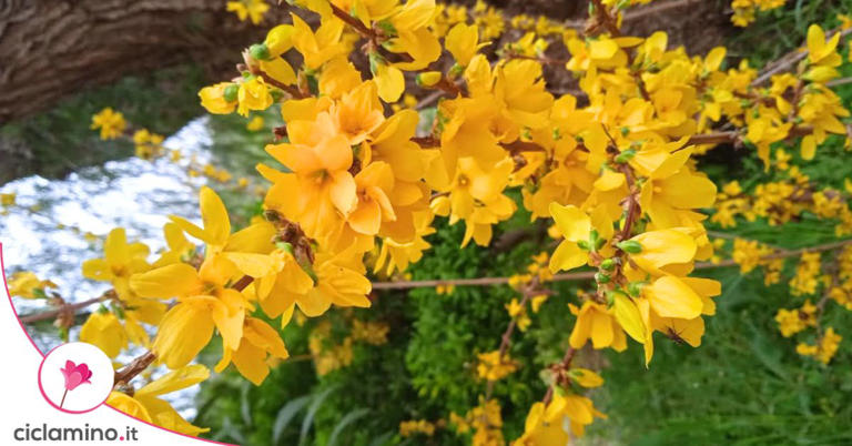 Come scegliere le piante dai fiori Gialli per illuminare la casa e il giardino