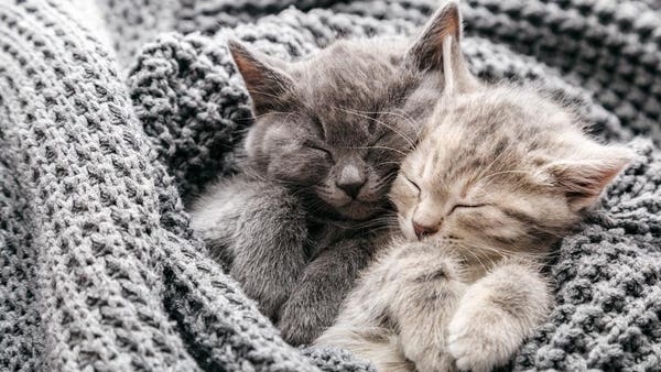 How Much Are Cats And Kittens?
