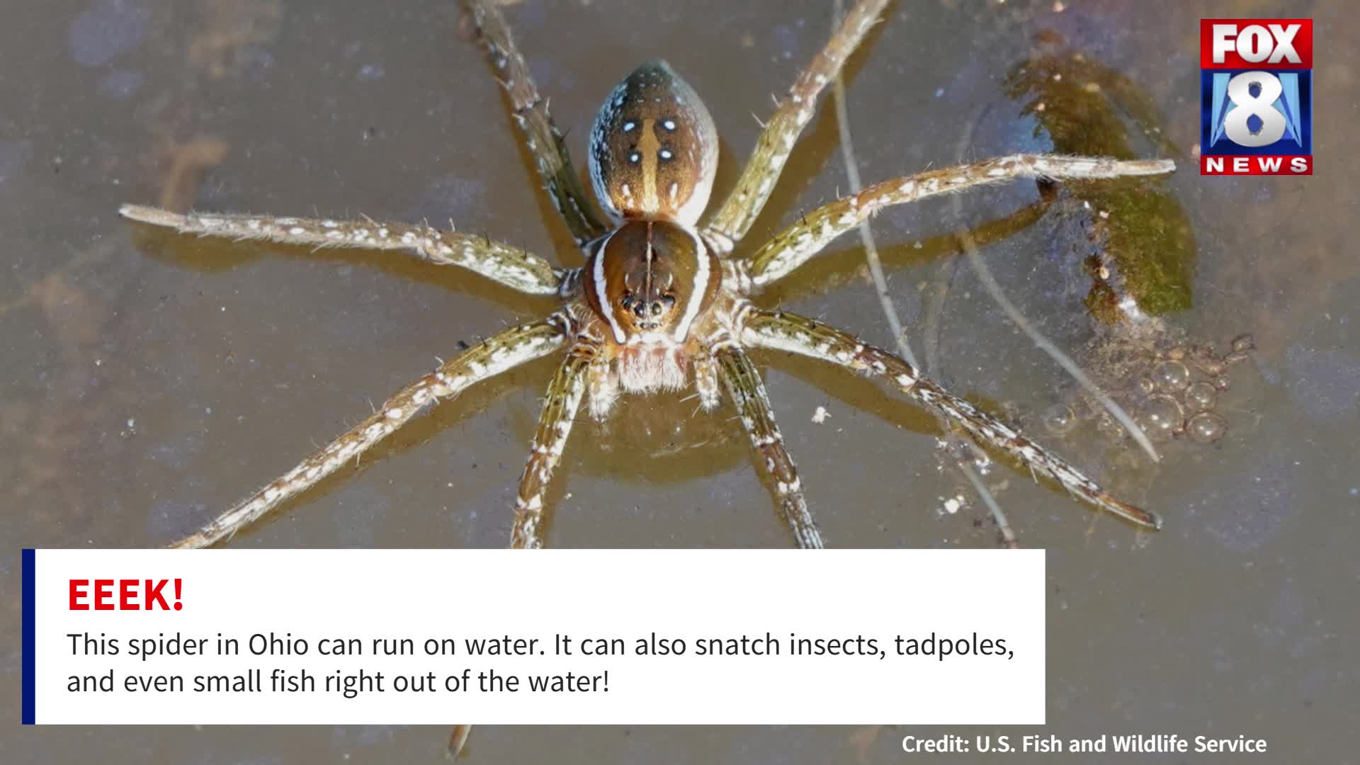 Spiders in Ohio that run on water, hunt fish and even frogs